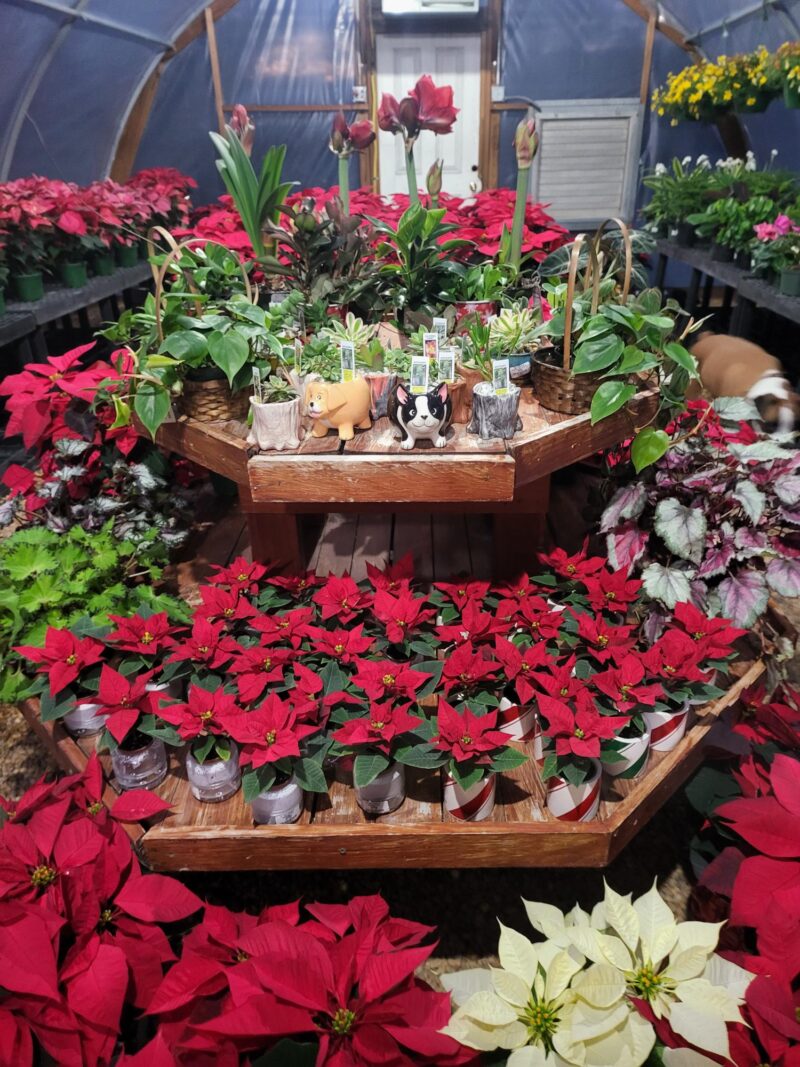 Kelly’s Nursery – My WordPress Blog